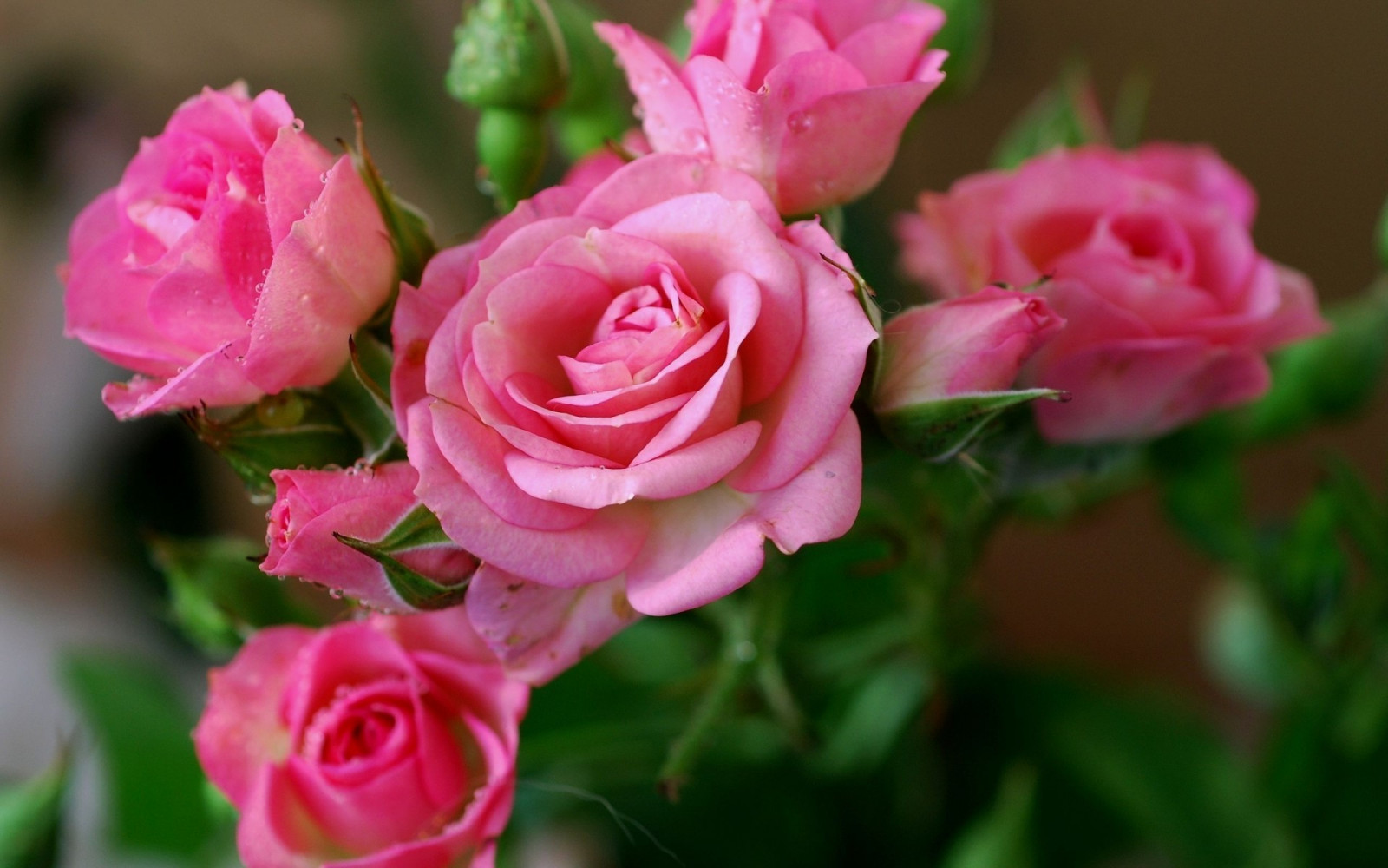 Wallpaper : 1920x1200 px, bunga-bunga, alam 1920x1200 - CoolWallpapers ...