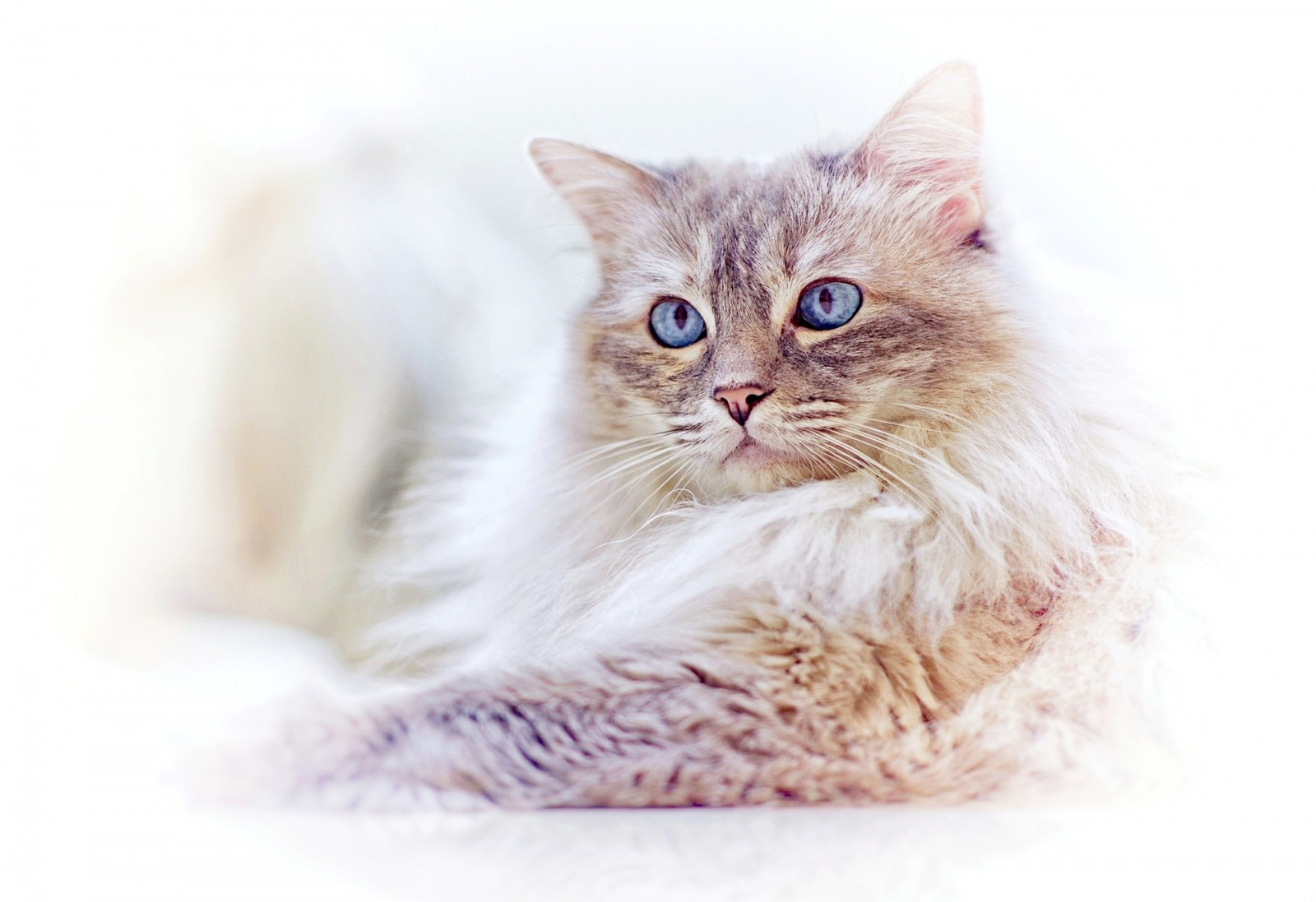 Wallpaper : mata biru, hewan, kucing, mamalia 1920x1317 ...