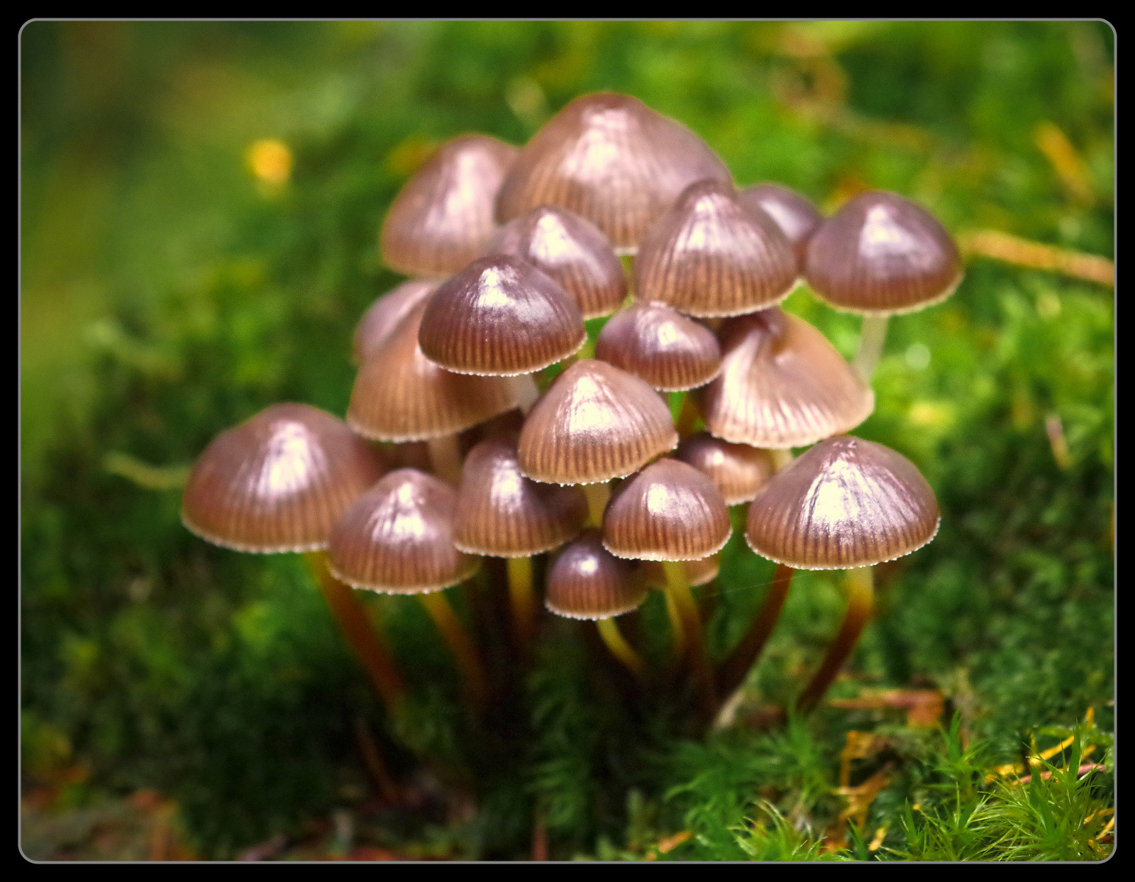 Bakgrundsbilder : falla, natur, makro, magi, KONST, höst, kreativ ...