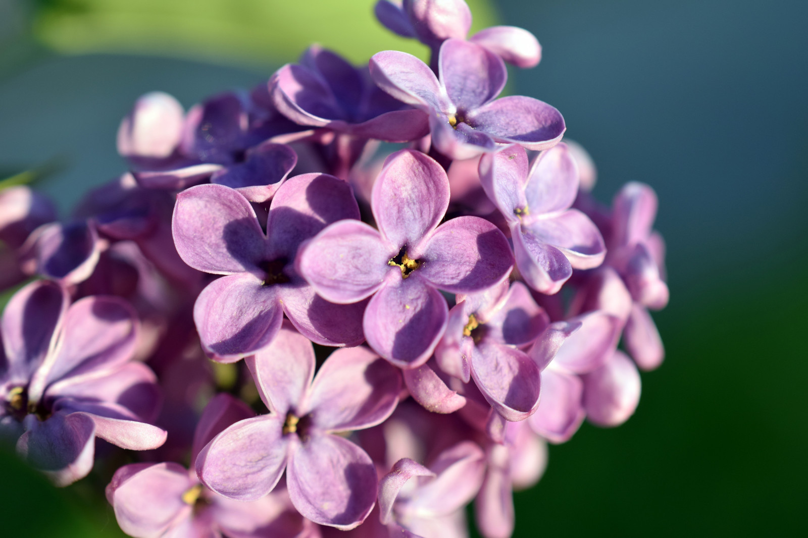 Wallpaper : lilac, flowers, petals, close up 6000x4000 - goodfon ...