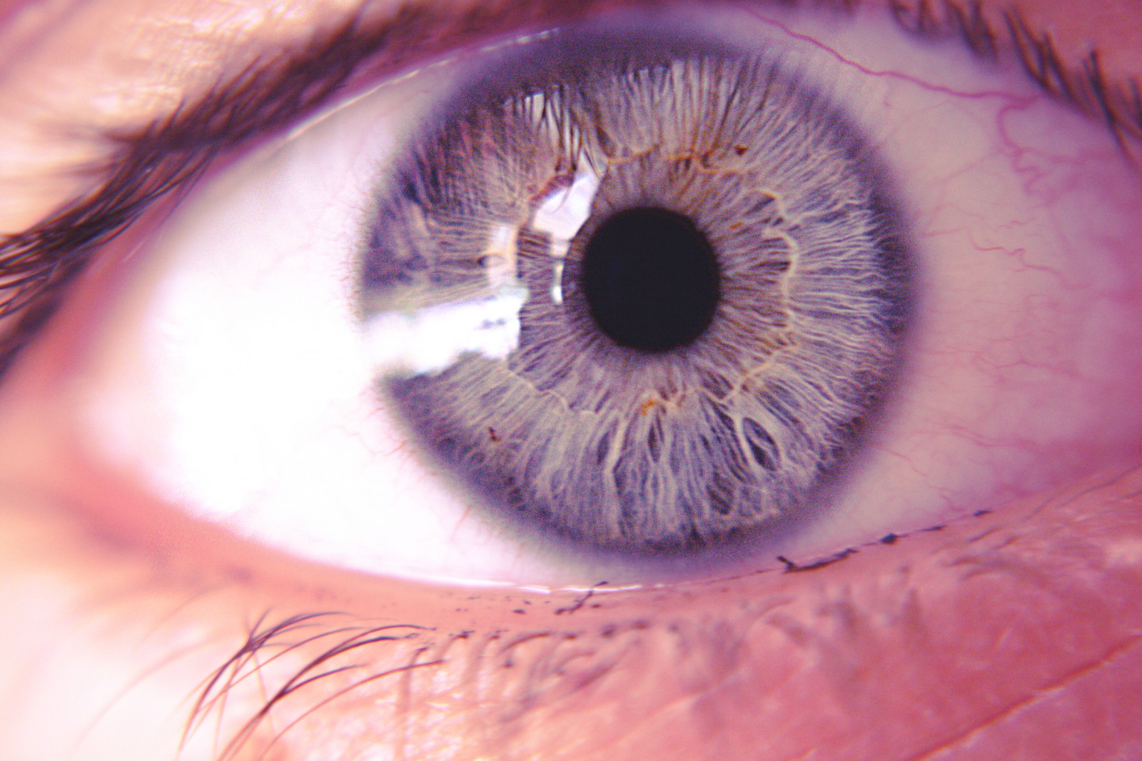 Tapety : oko, řasa, obočí, makro fotografie, Duhovka, zblízka, orgán ...