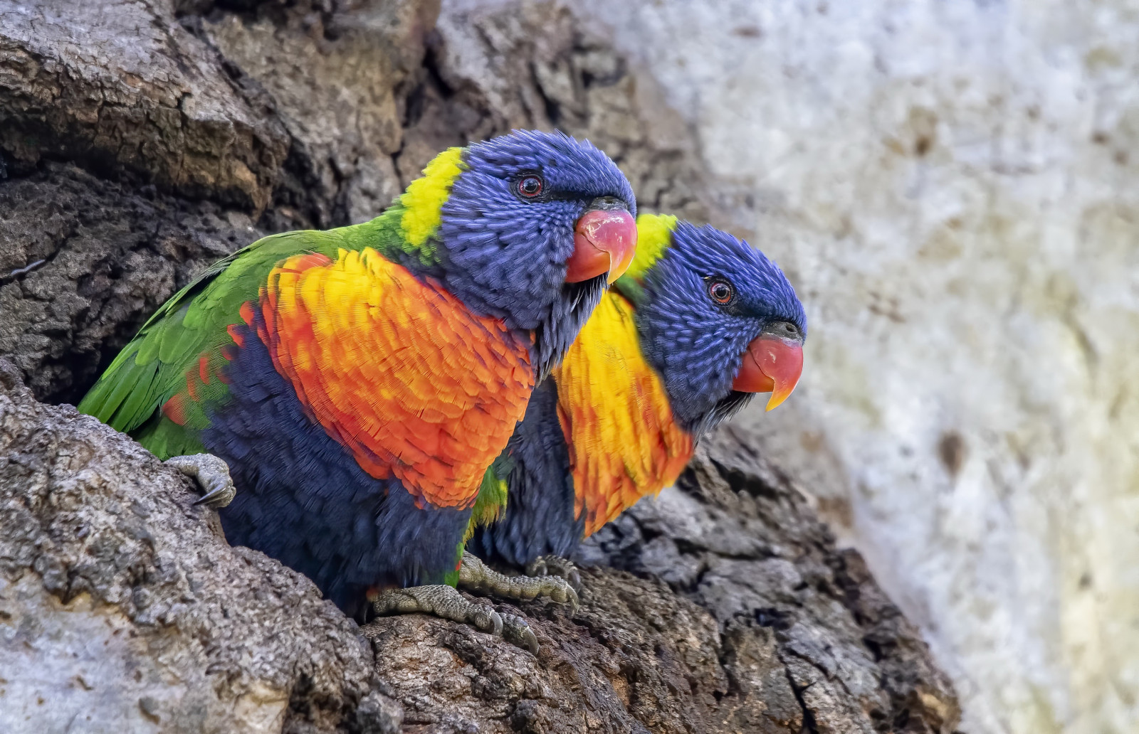 Wallpaper : colorful, animals, birds 3072x1982 - WallpaperManiac ...