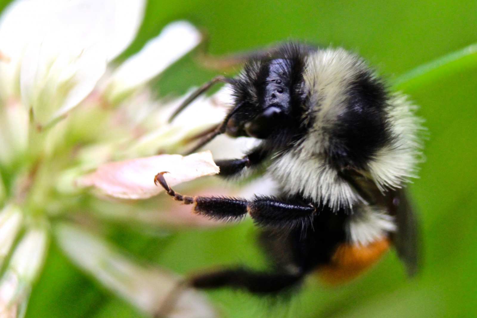 Wallpaper : Bee, bug, insect, nature, pant, nectar, worker, outdoors ...