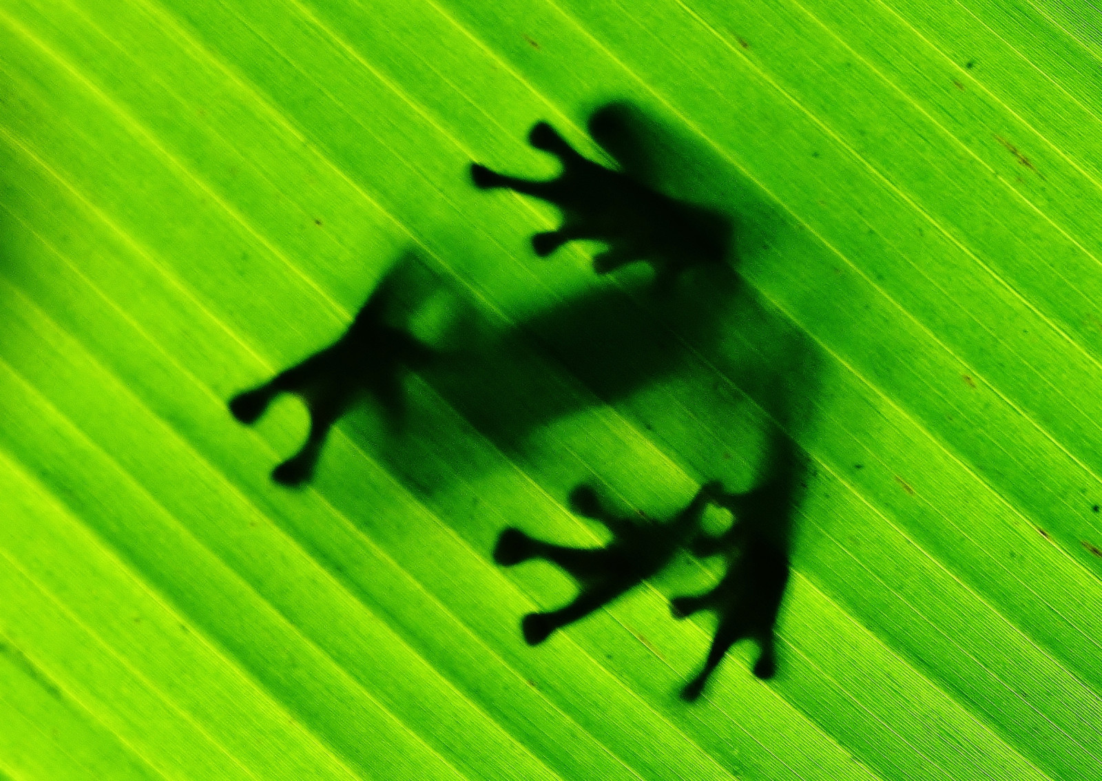 Wallpaper : Japan, sunlight, nature, green, yellow, frog, life, tree ...