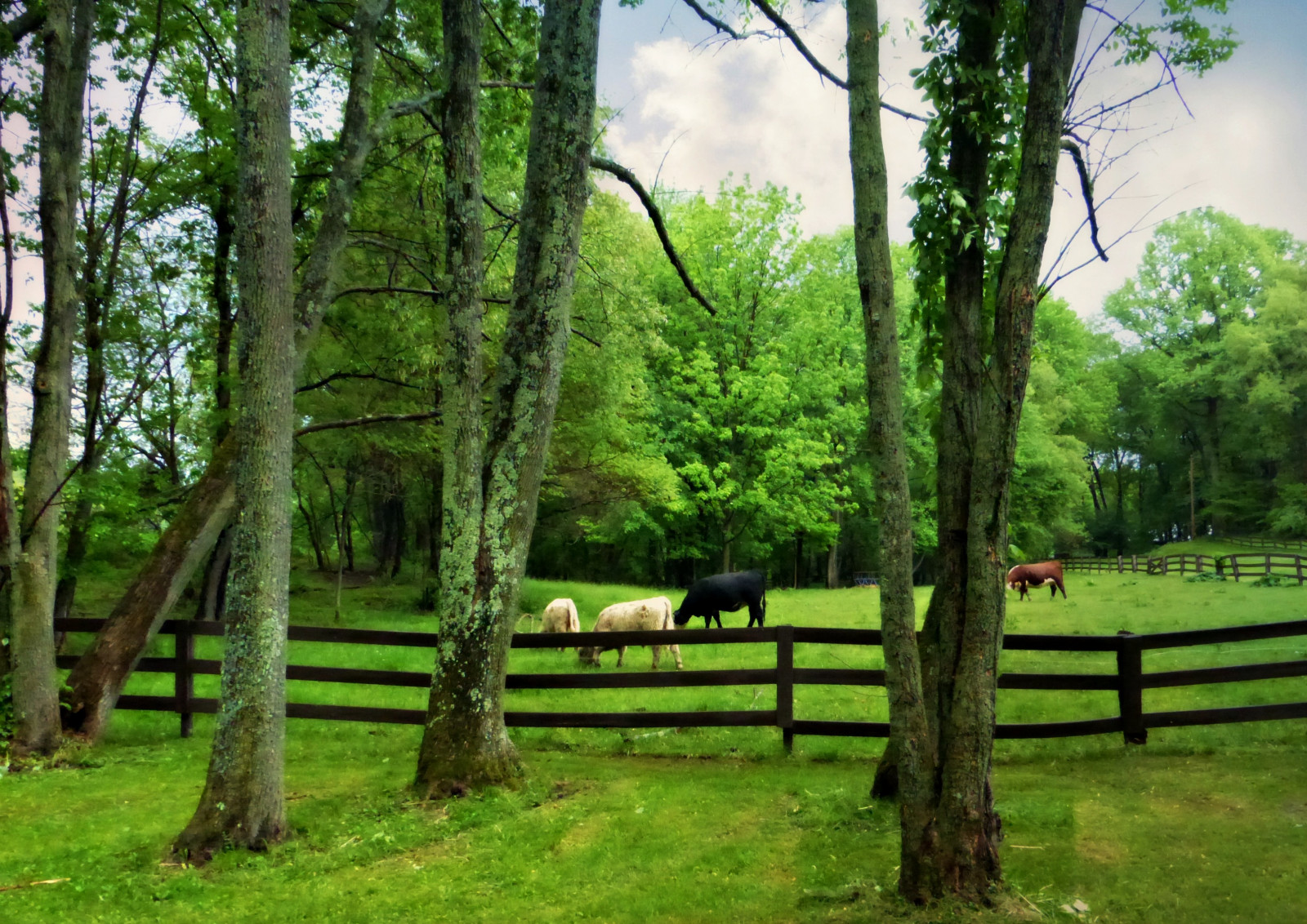 Wallpaper : trees, Ohio, rural, fence, cattle, farm, livestock, grazing ...