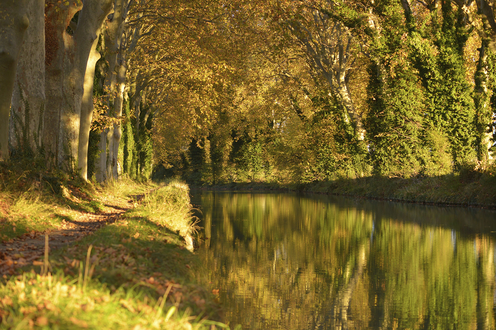 Wallpaper : reflection, water, tree, nature reserve, vegetation ...