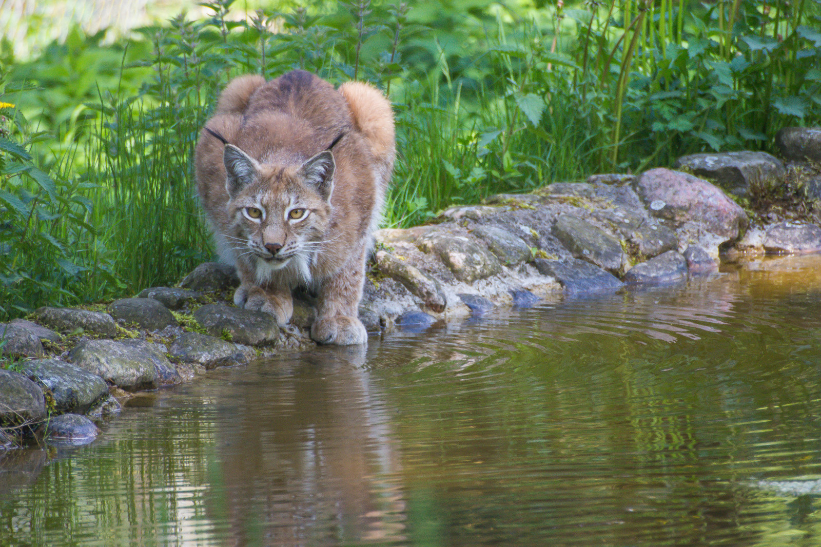 Bakgrundsbilder : vilda djur och växter, fauna, wild katt, gräs, katt ...