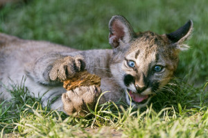 Ingyenes háttérképek : vadvilág, pofaszakáll, hiúz, Puma, vadmacska ...