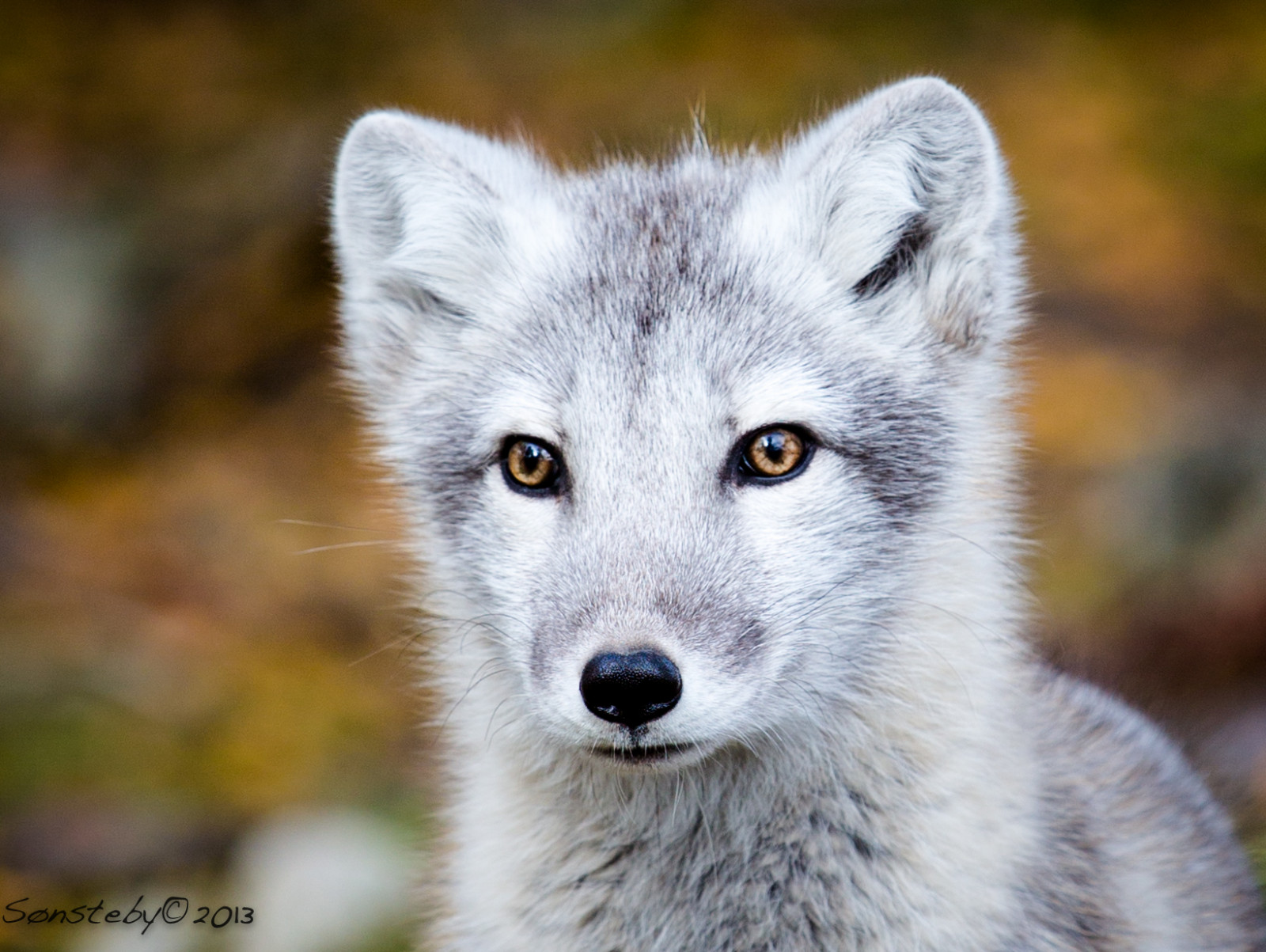Tapety : Volně žijících živočichů, canis lupus tundrarum, fauna, vlk ...