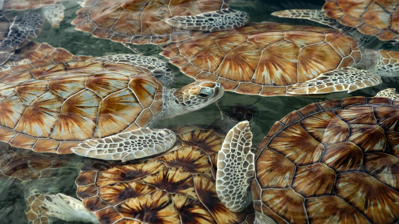 Wallpaper : 1920x1080 px, green, sea, turtles 1920x1080 - wallhaven ...