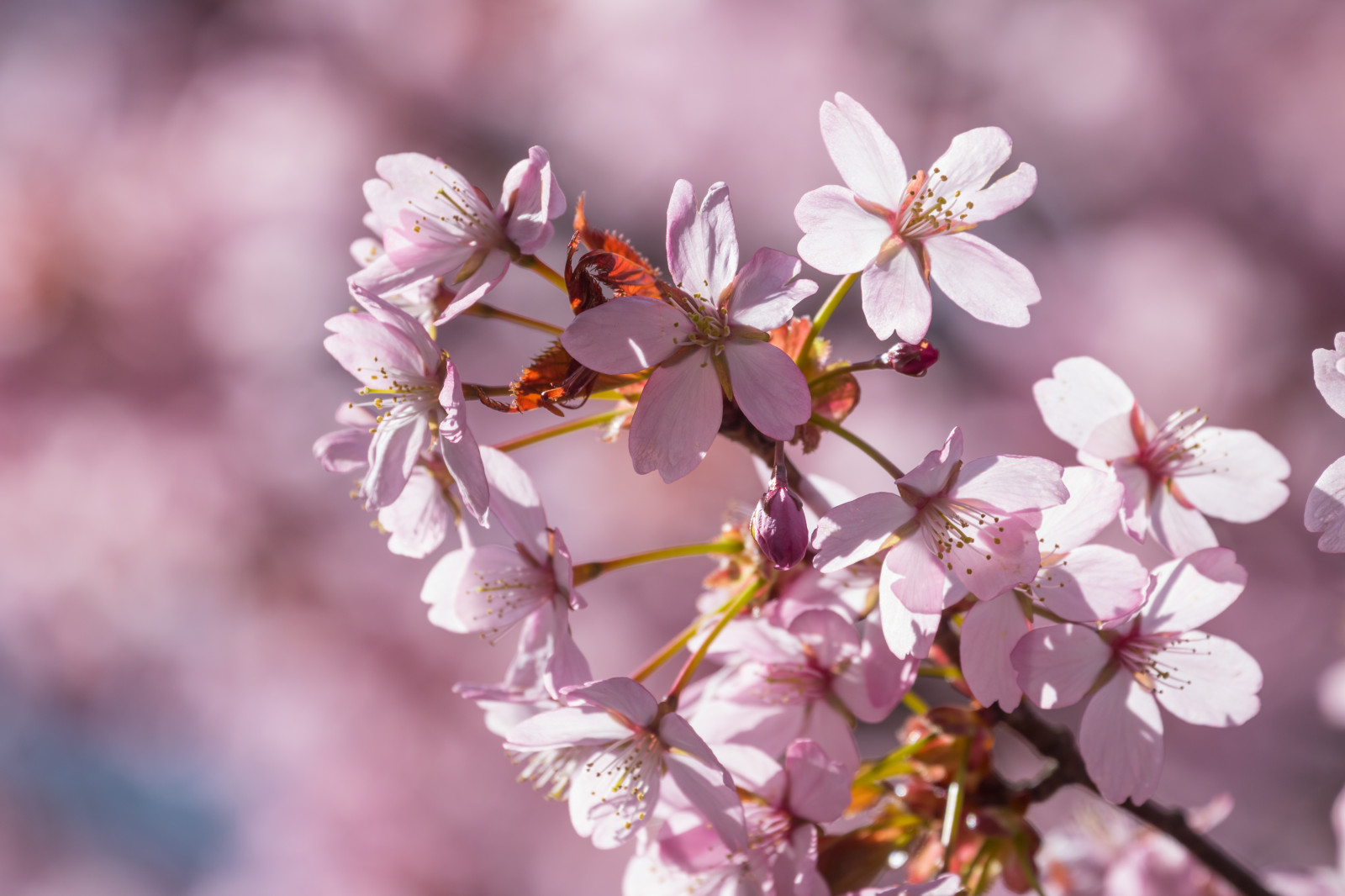 Imagini de fundal : alimente, ramură, floare de cires, inflori, roz ...