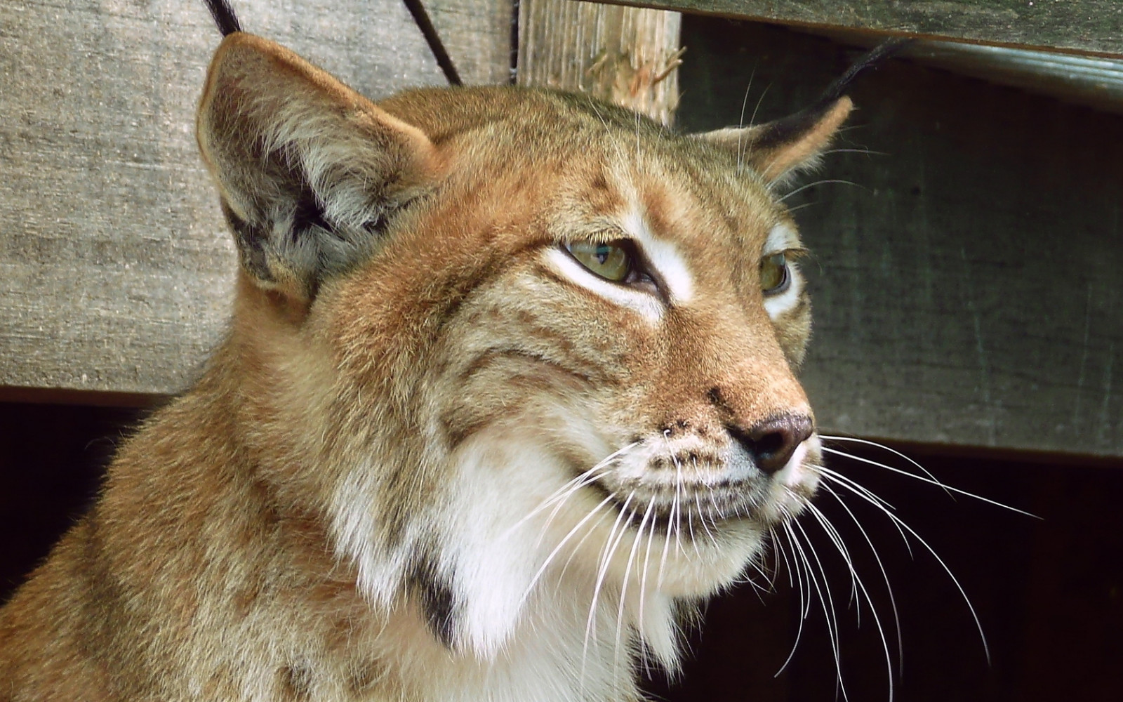 Wallpaper : lynx, muzzle, animal, sadness 1680x1050 - wallhaven ...