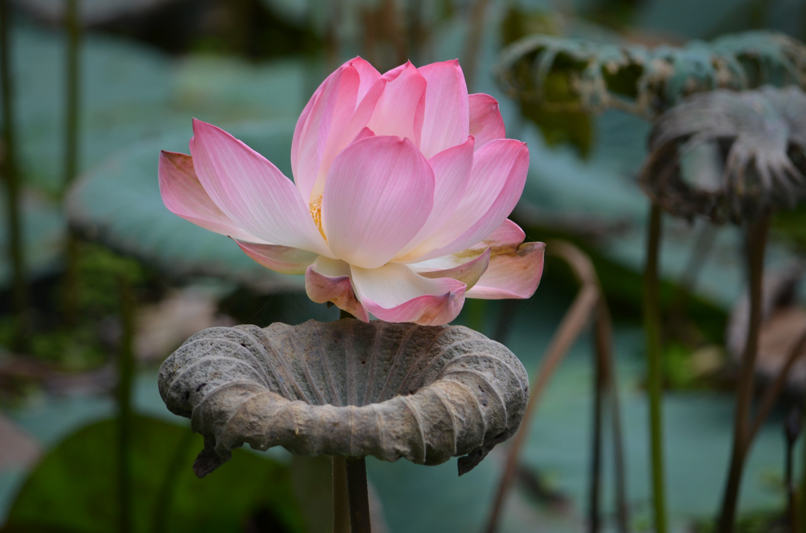 Wallpaper : life, pink, India, flower, macro, Nikon, Lotus, mysore ...