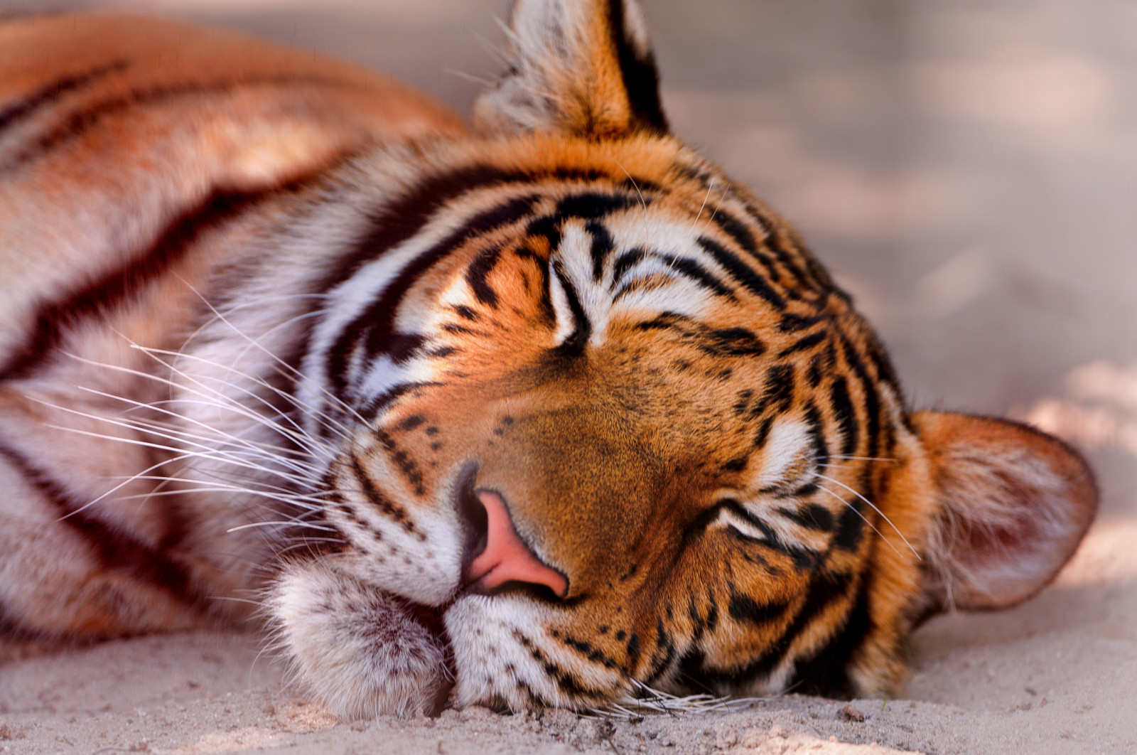 Wallpaper : tiger, predator, sleeping, muzzle 2560x1700 - goodfon ...