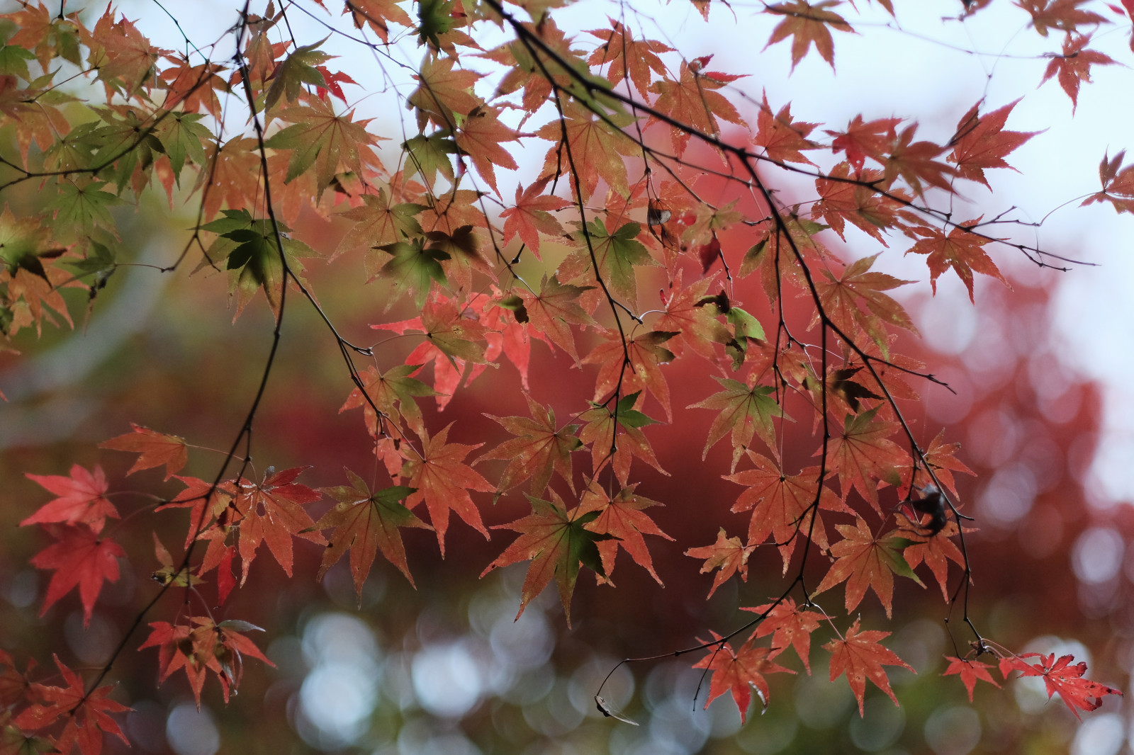 Fond d'écran : Japon, lumière du soleil, rouge, branche, fleur, Tokyo ...