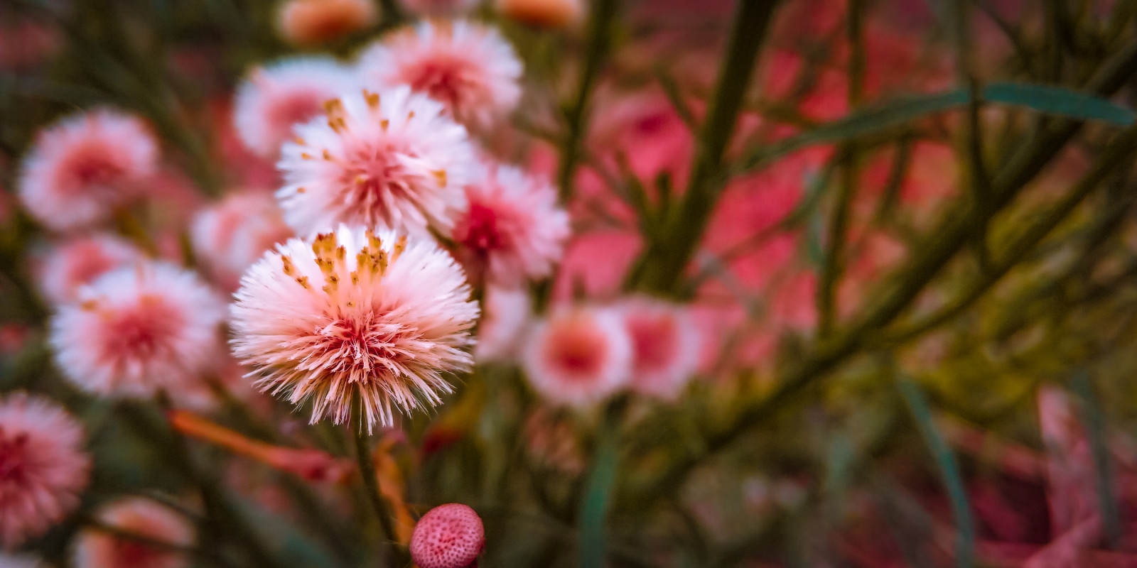 Wallpaper : macro, pink flowers, nature 4000x2000 - masklrx - 1950697 ...