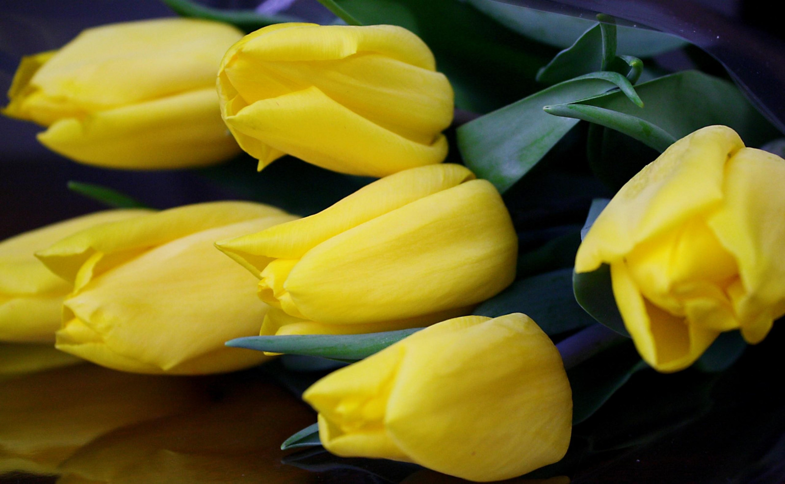 Wallpaper : tulips, flowers, yellow, are 2560x1580 - wallup - 690316 ...