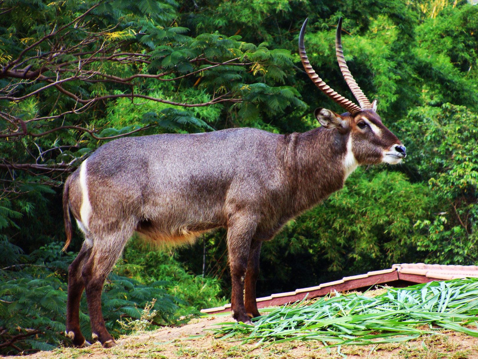 Wallpaper : pohon, pemandangan, hewan, alam, rumput, tanaman, tanduk ...