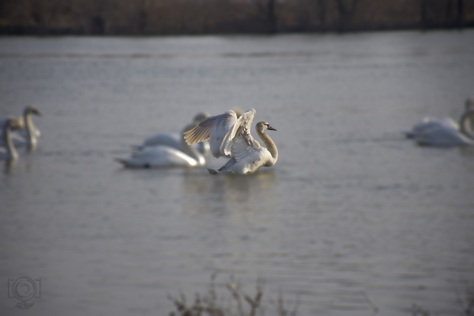 Wallpaper : swan, labud, sava, Rijeka, river, bird, ptica, Hrvatska ...