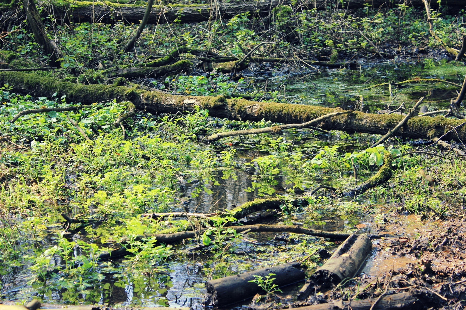 Wallpaper : forest, animals, flowers, nature, Earth, river, wilderness ...