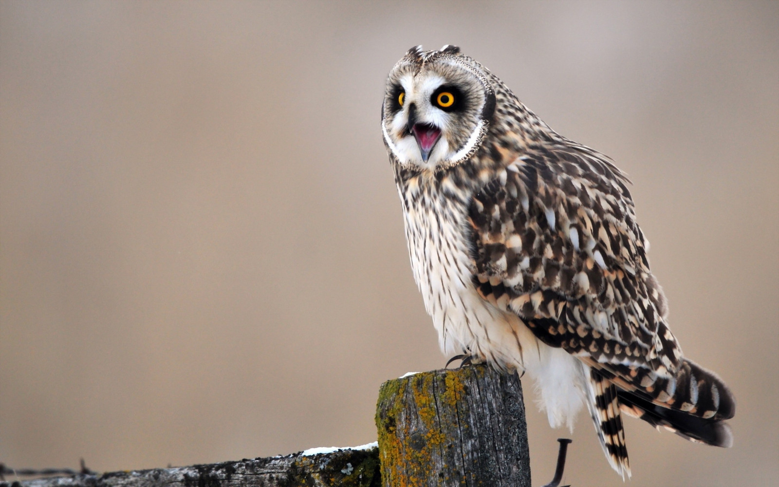 Wallpaper : owl, bird, predator, sitting 2560x1600 - 4kWallpaper ...
