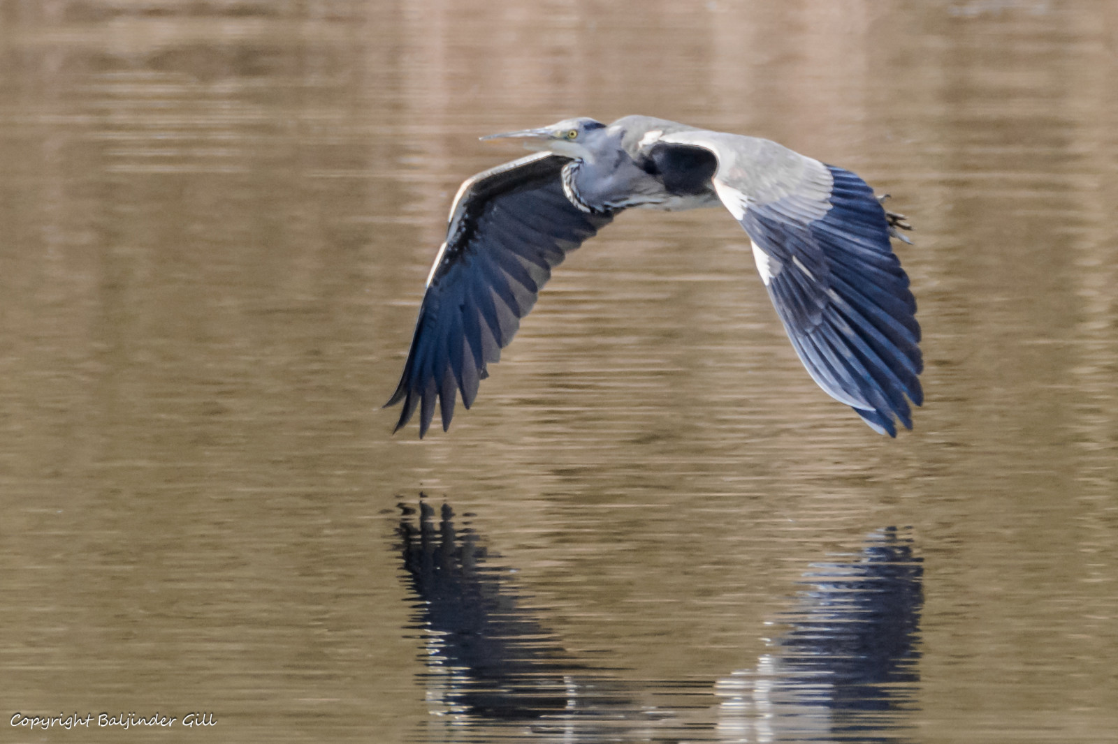 Imagini de fundal : păsări, natură, albastru, animale sălbatice, Nikon ...