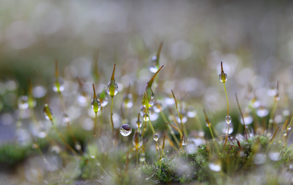 Wallpaper Sunlight Water Nature Rain Branch Moss Green Morning