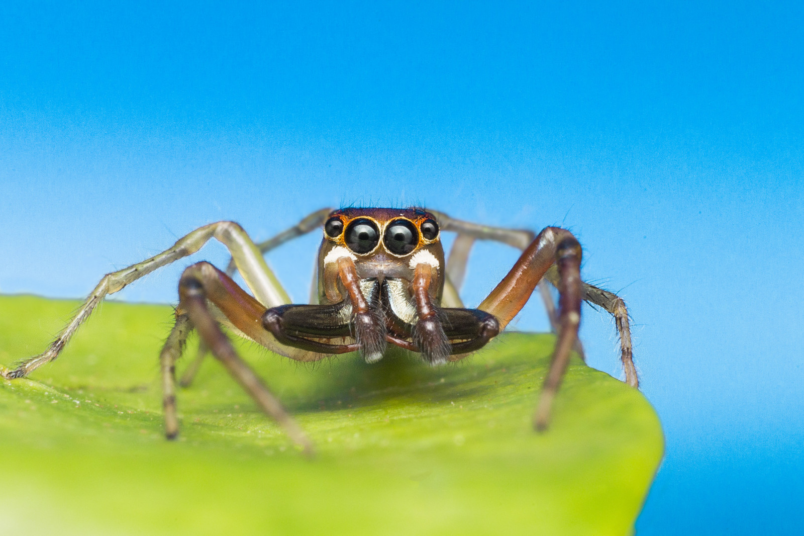 Tapety : Salticidae, skákání, pavouk, pavouci, macrofotografia, Ara as ...