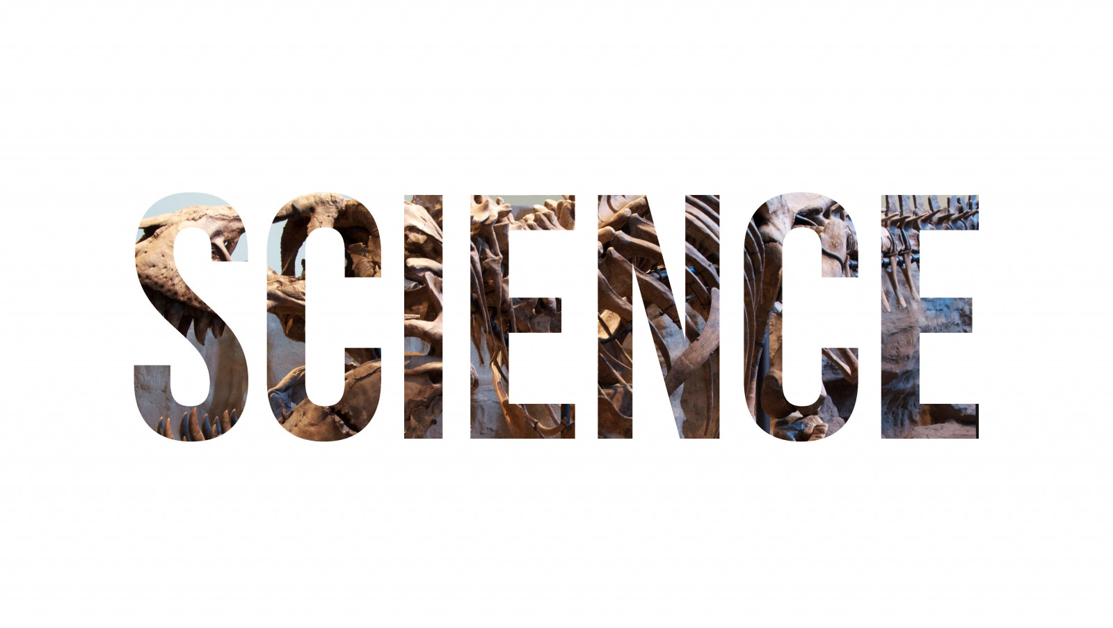 Wallpaper : nature, typography, science, museum, dinosaurs, brand, font ...