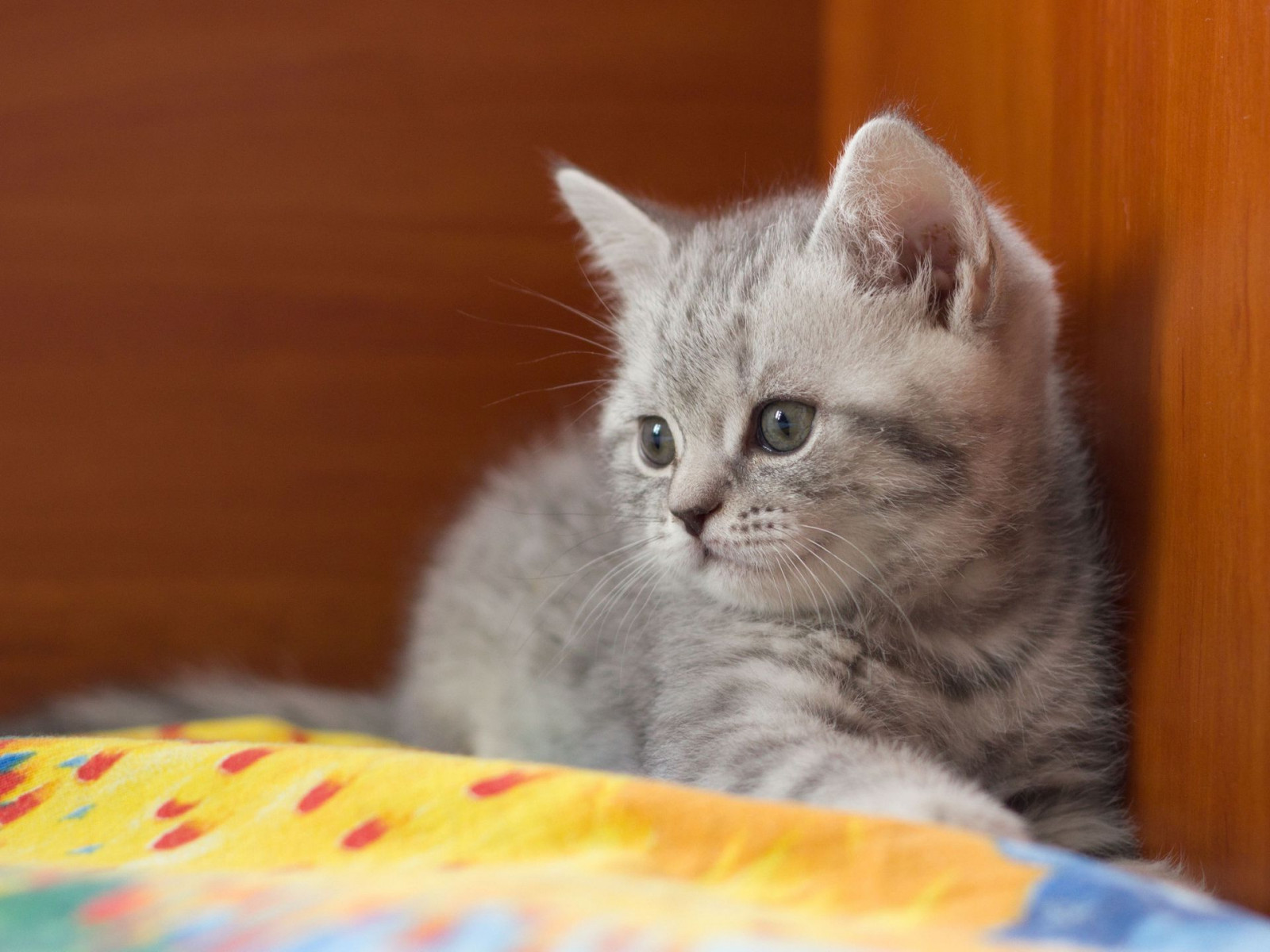 Obrázky na plochu : 1920x1440 px, mačka, mačiatka 1920x1440 - goodfon ...