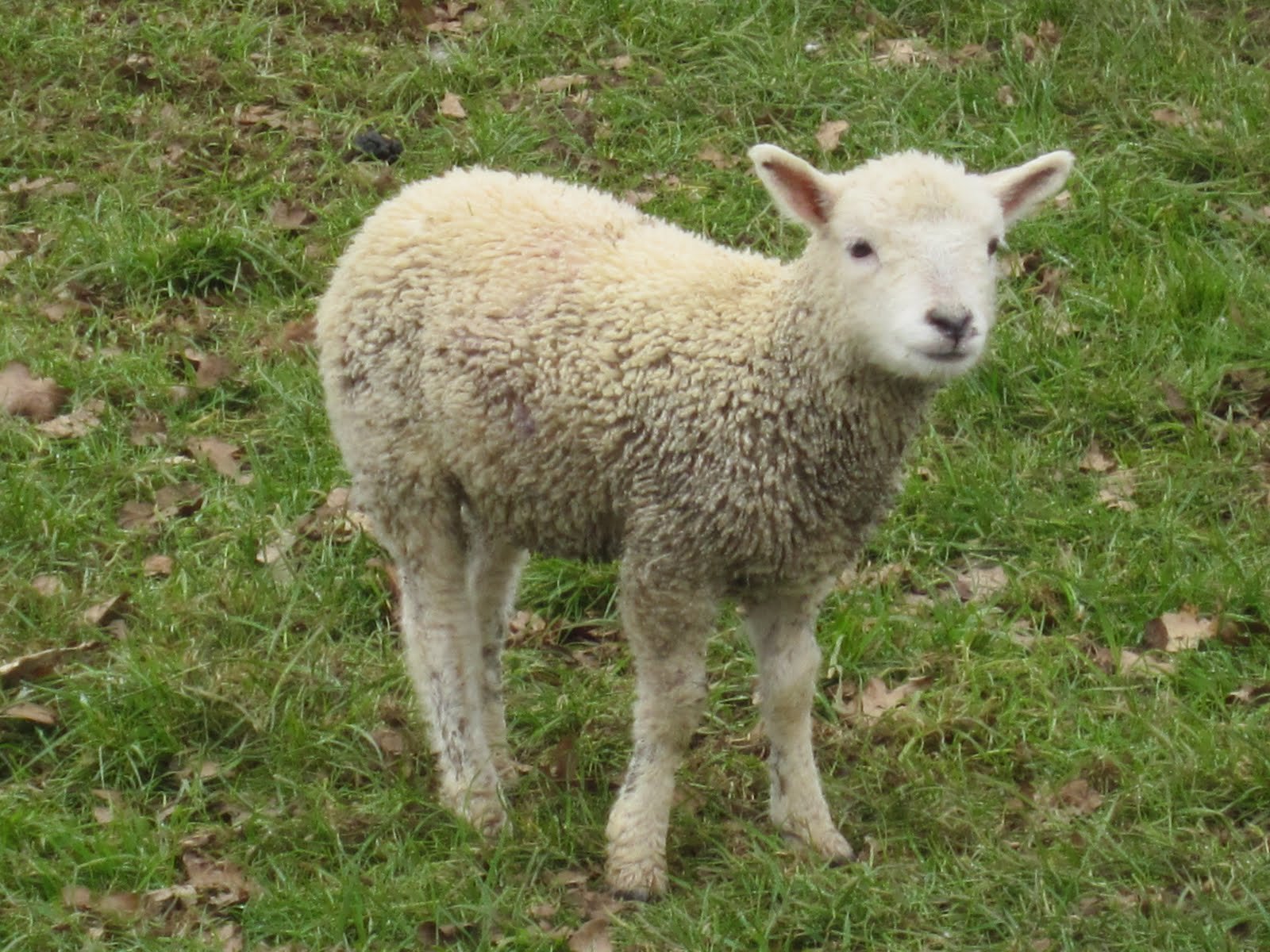 Fond d'écran : 1600x1200 px, mouton 1600x1200 - wallpaperUp - 1758869 ...