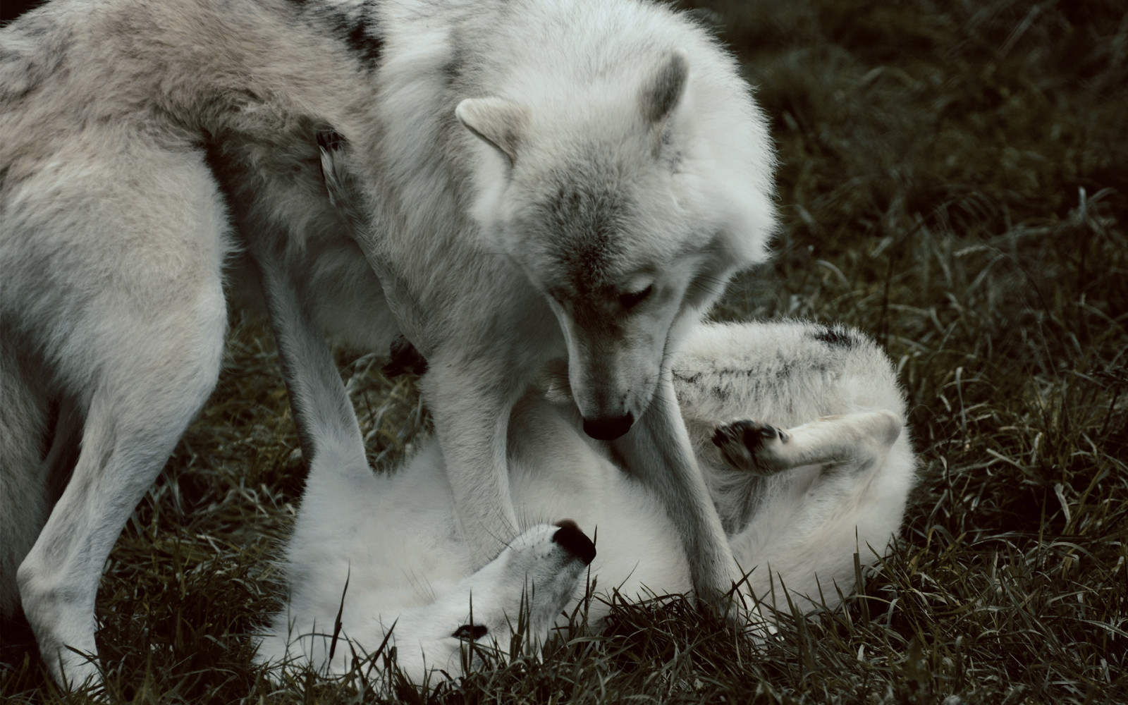 Imagini de fundal : 1920x1200 px, animale, lup 1920x1200 - wallpaperUp ...
