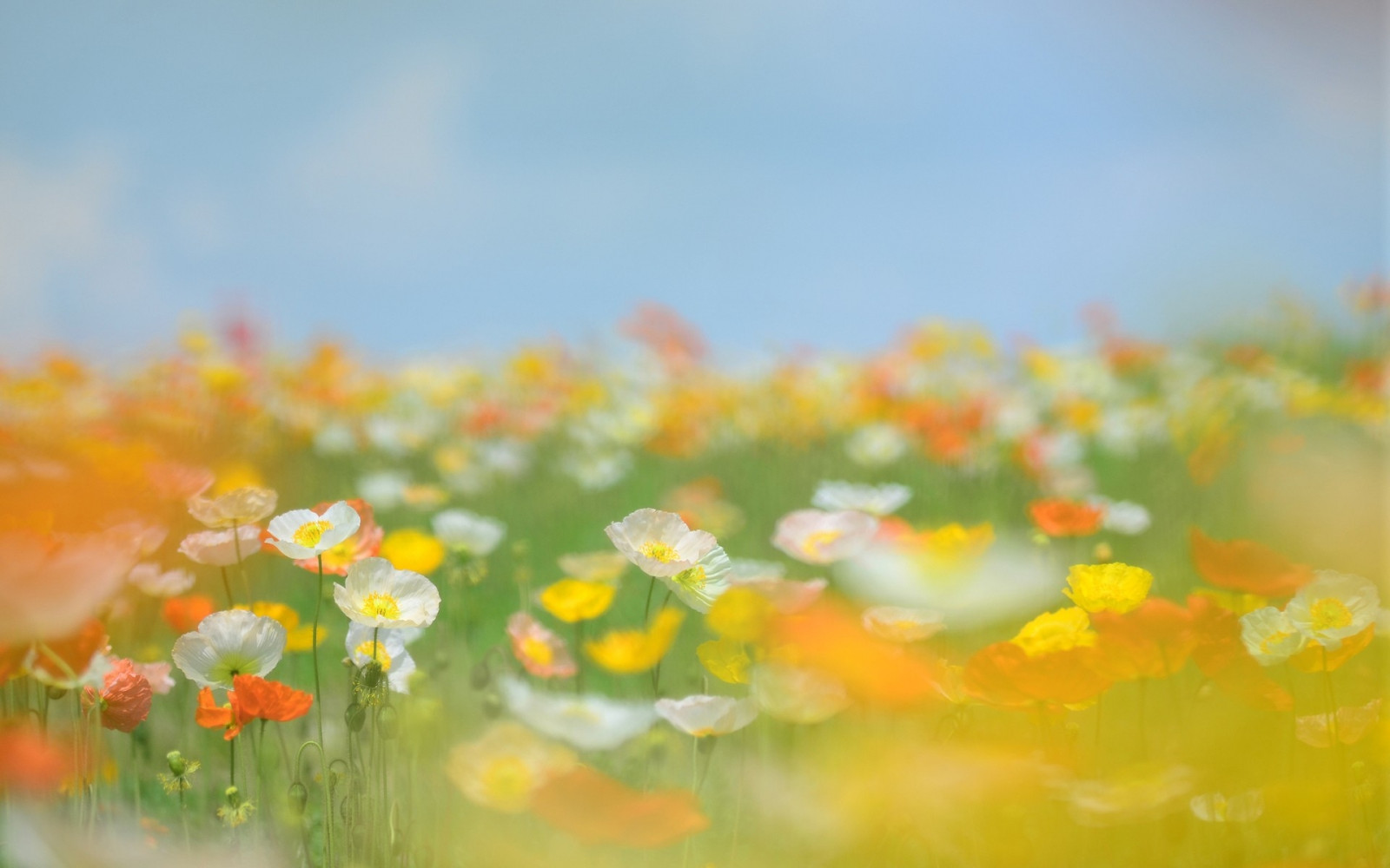 Obrázky na plochu : kvety, lúka, tráva, zelená 1920x1200 - wallhaven ...