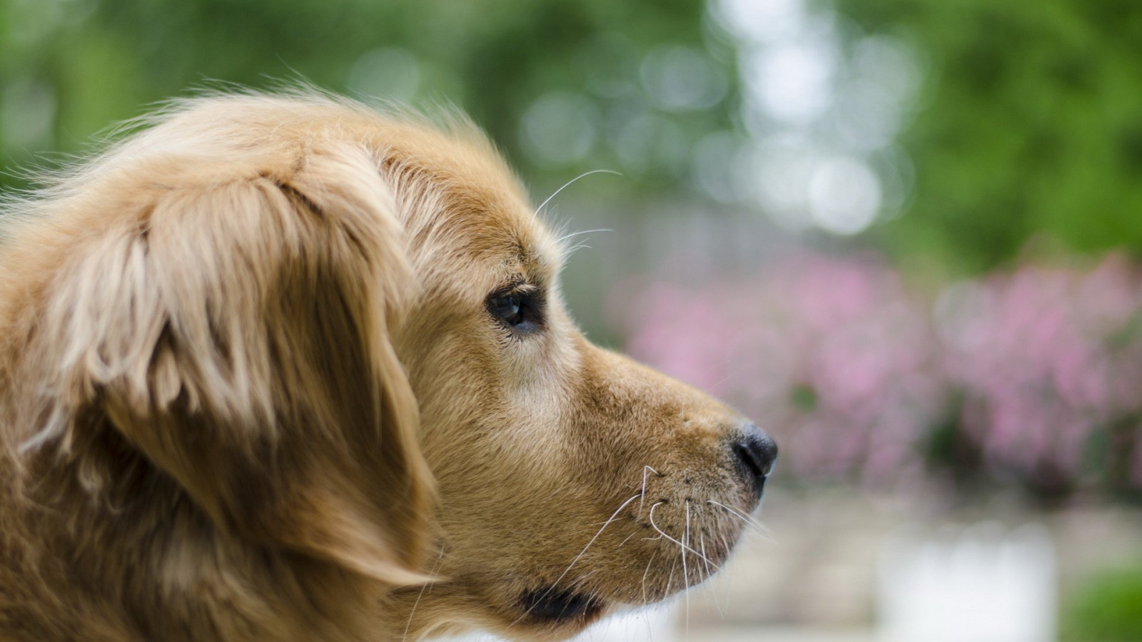 Ingyenes háttérképek : 1920x1080 px, állat, aranyos, kutya, kutyák ...