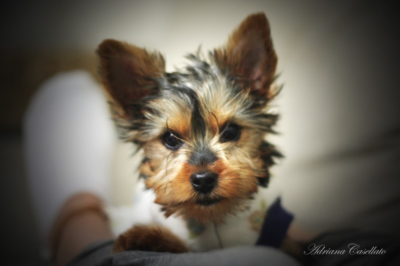Wallpaper : Canon, pet, York, Yorkshire Terrier, 50mm, animal, 18 ...
