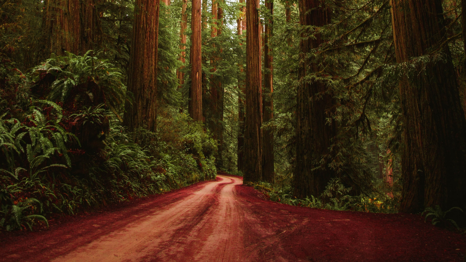 Wallpaper : pohon, hutan, alam 2560x1440 - Obllivian - 1457069 - HD ...