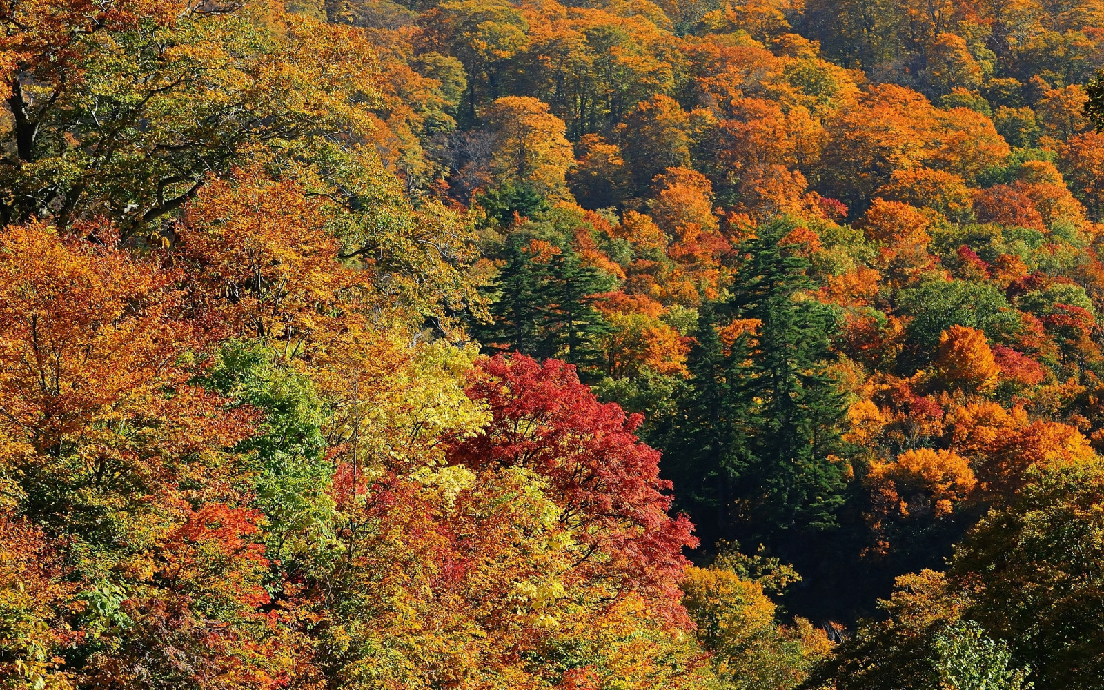 Sfondi : alberi, vista dall'alto, albero, autunno, foglia, fiore ...