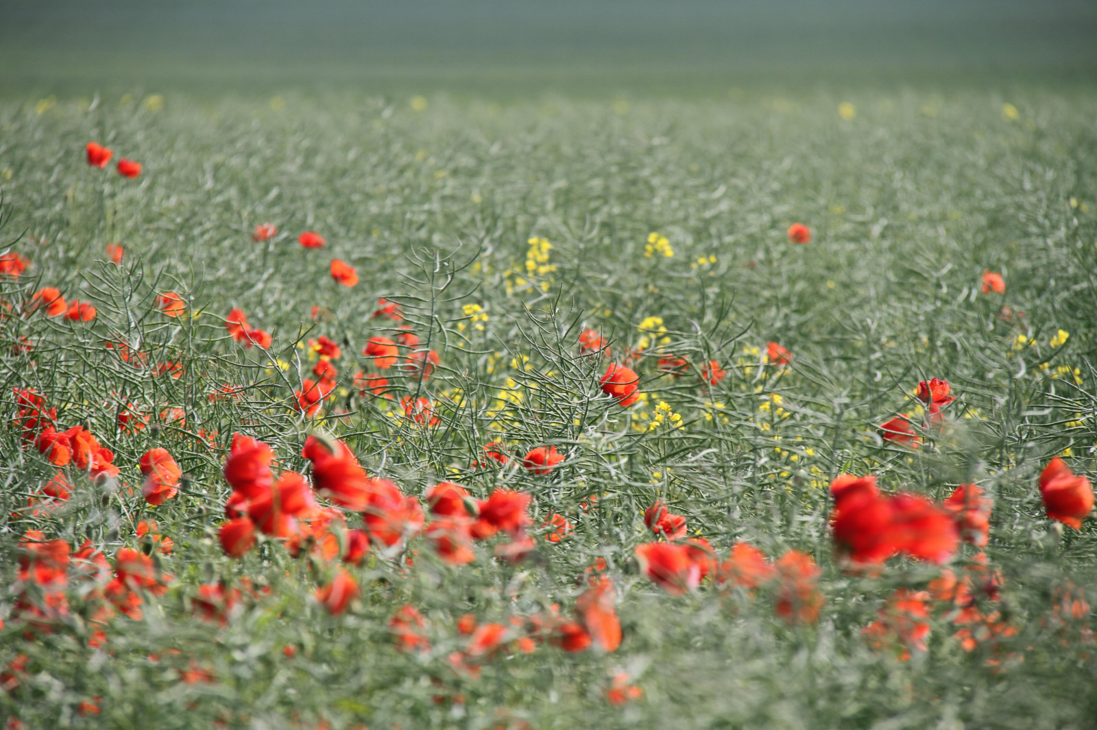 Wallpaper : field, poppies, autumn, leaf, flower, grassland, flora ...