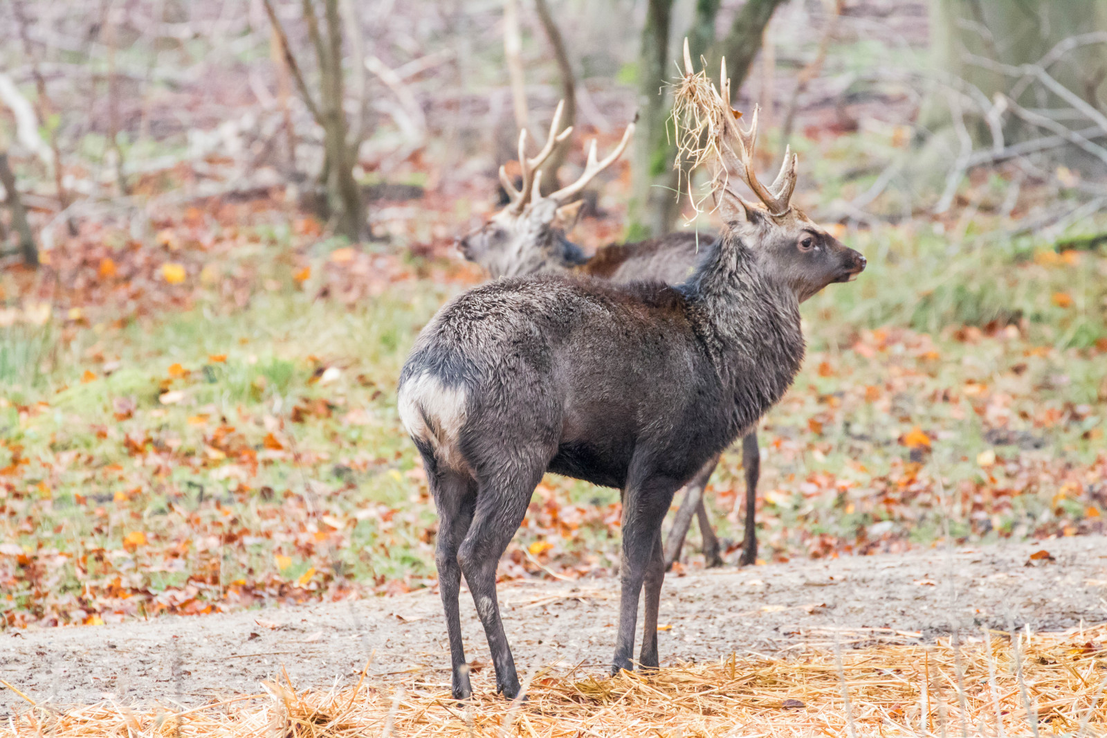 Wallpaper : forest, park, road, wildlife, path, Denmark, autumn, woods ...