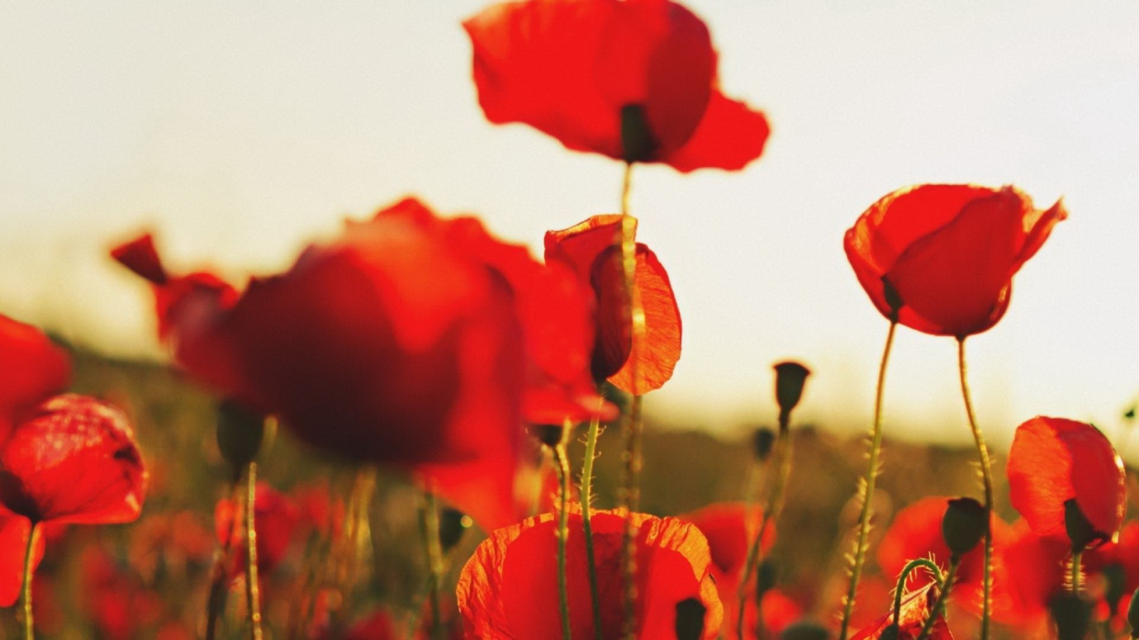 Wallpaper : 1920x1080 px, bunga-bunga, poppies, bunga merah 1920x1080 ...