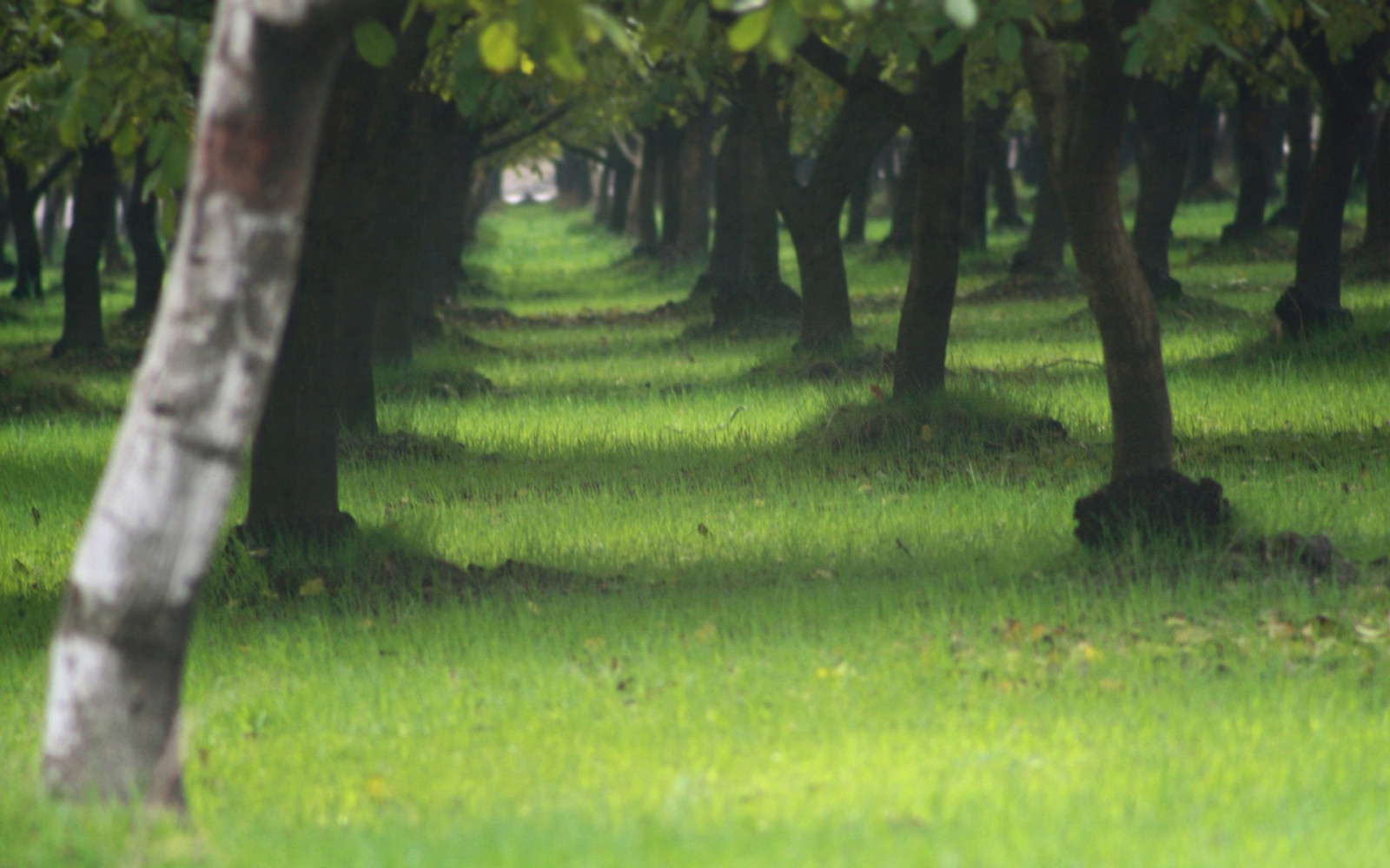 Wallpaper : sunlight, landscape, forest, depth of field, nature, grass ...