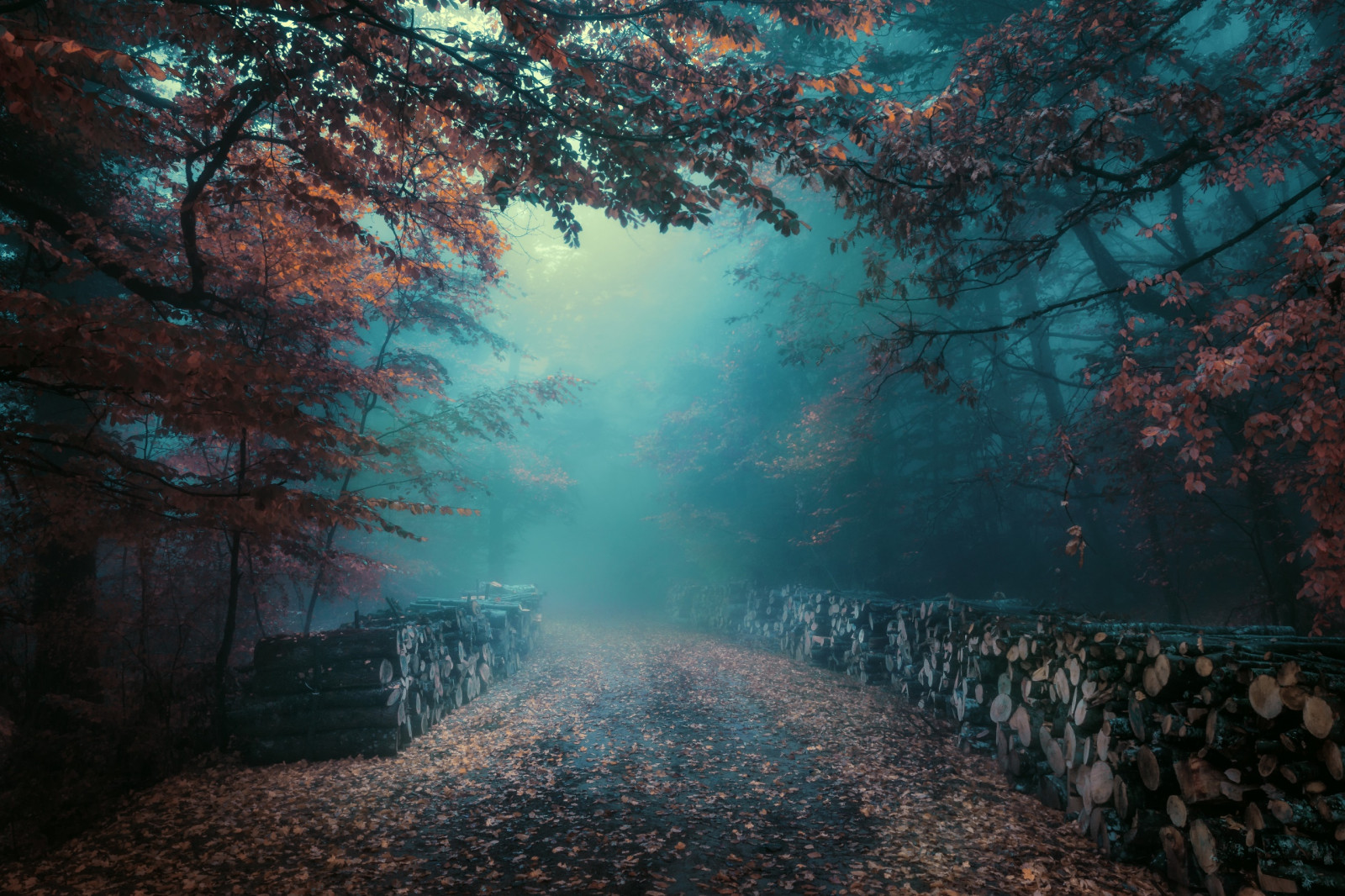 Tapety : podzim, stromy, venku 2560x1707 - WallpaperManiac - 1697195 ...