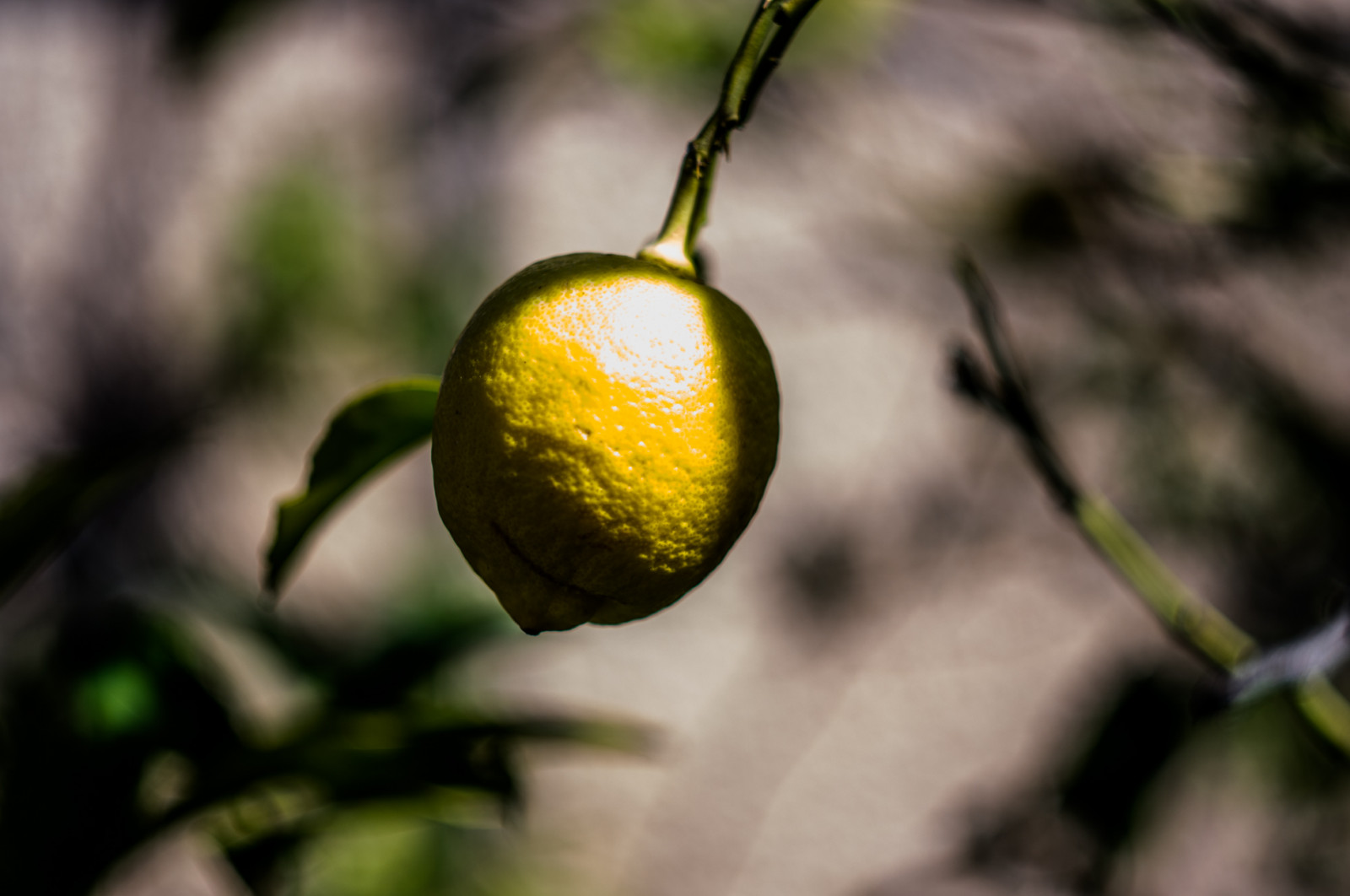 Wallpaper : food, nature, branch, fruit, orange, pentax, citrus, flora ...