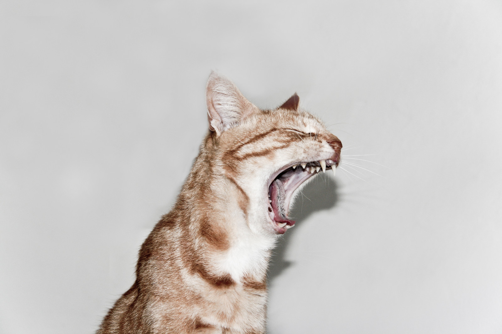 Wallpaper : cat, teeth 3888x2592 - - 941457 - HD Wallpapers - WallHere