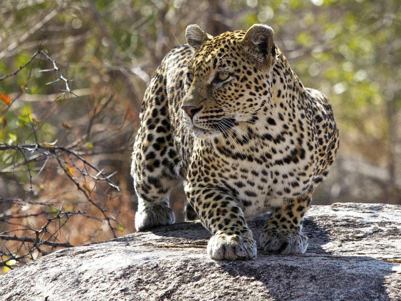 Wallpaper : leopard, big cat, predator 2048x1536 - wallpaperUp ...