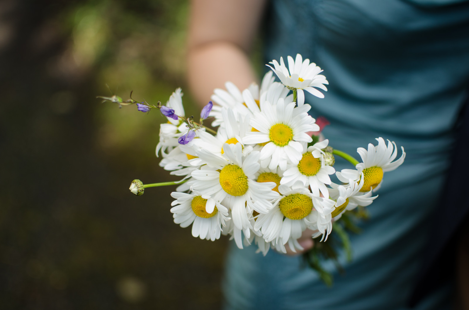 Obrázky na plochu : park, kvety, svetlo, biely, jazero, kvetina, zelená ...