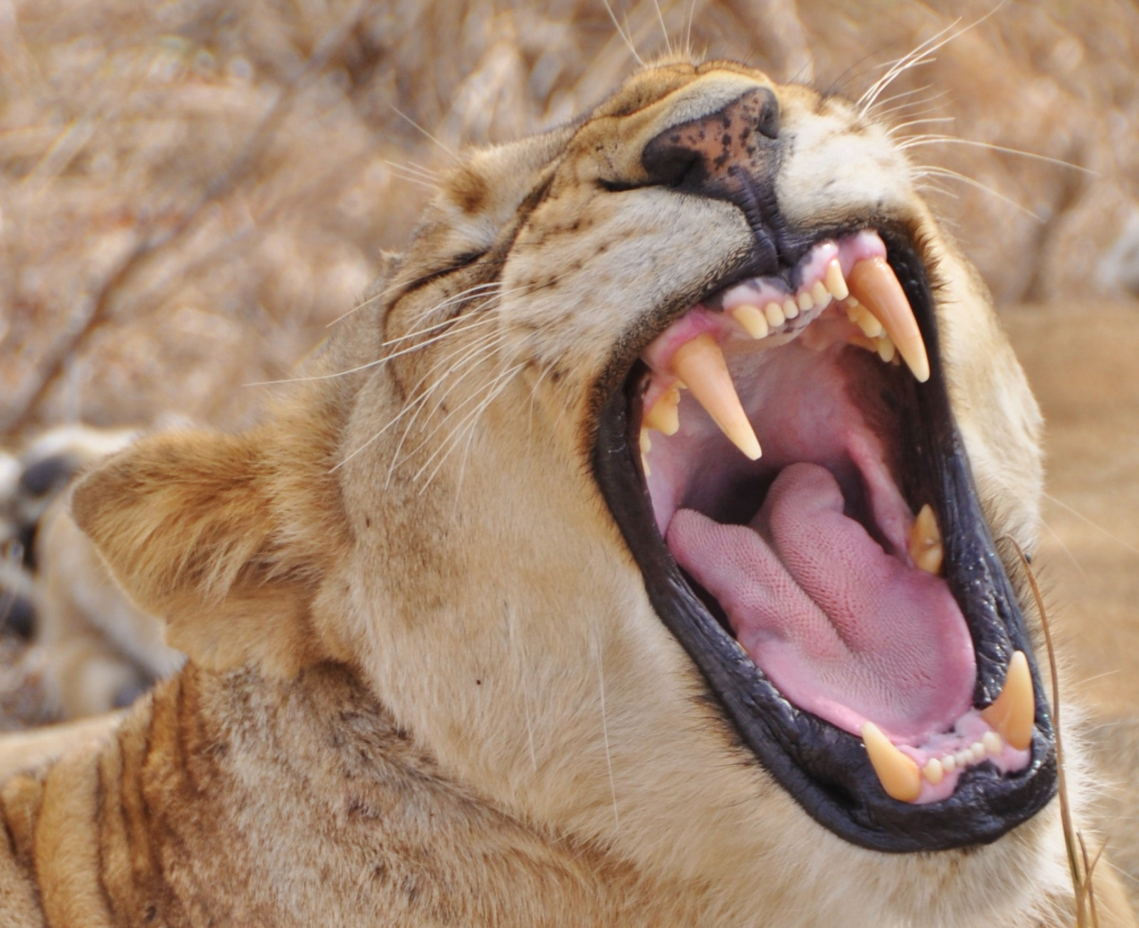 Wallpaper : margasatwa, Nikon, bulu, kucing besar, cambang, emosi ...