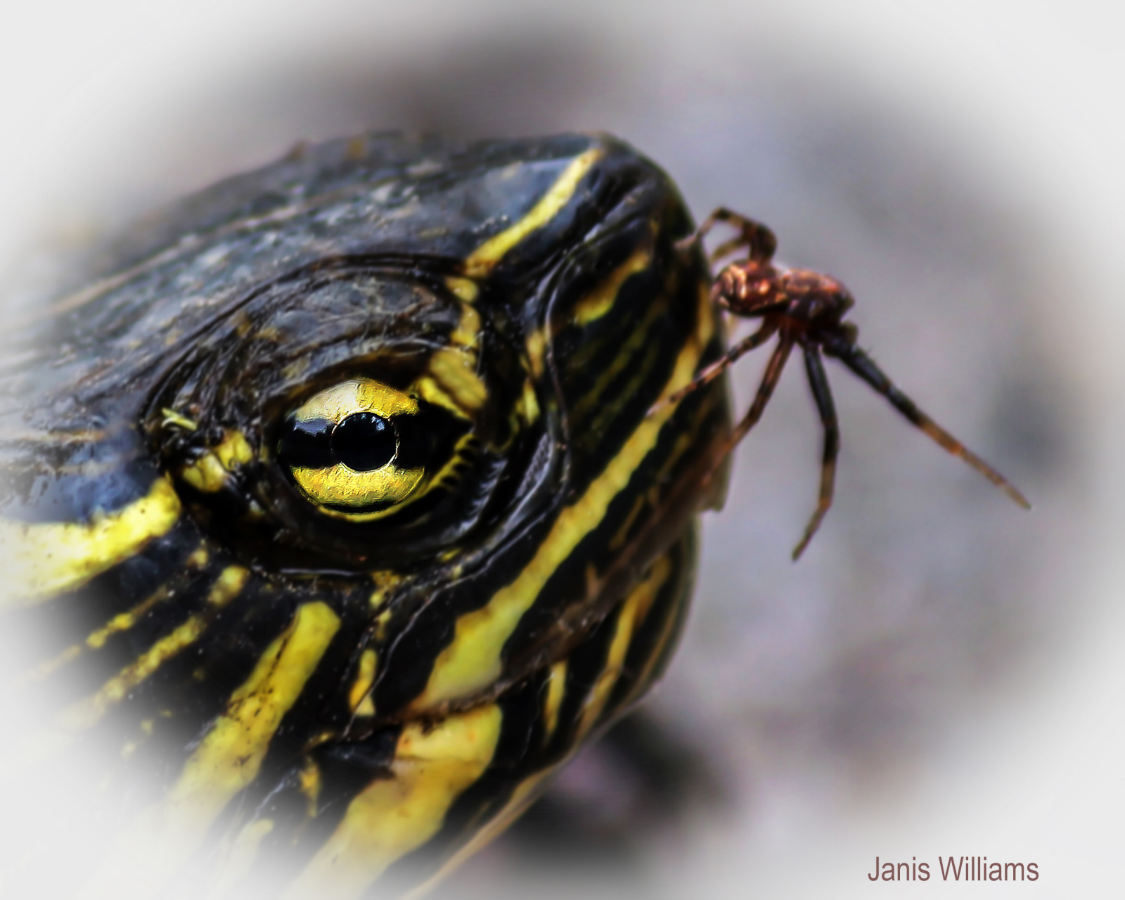 Wallpaper : fauna, macro photography, emydidae, close up, reptile, eye ...