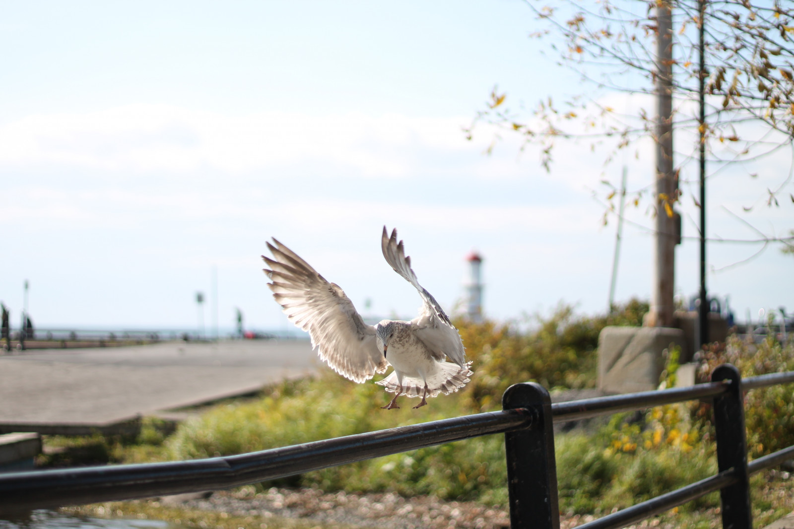Bakgrundsbilder : höst, fågel, falla, fötter, staket, flygande, vingar ...
