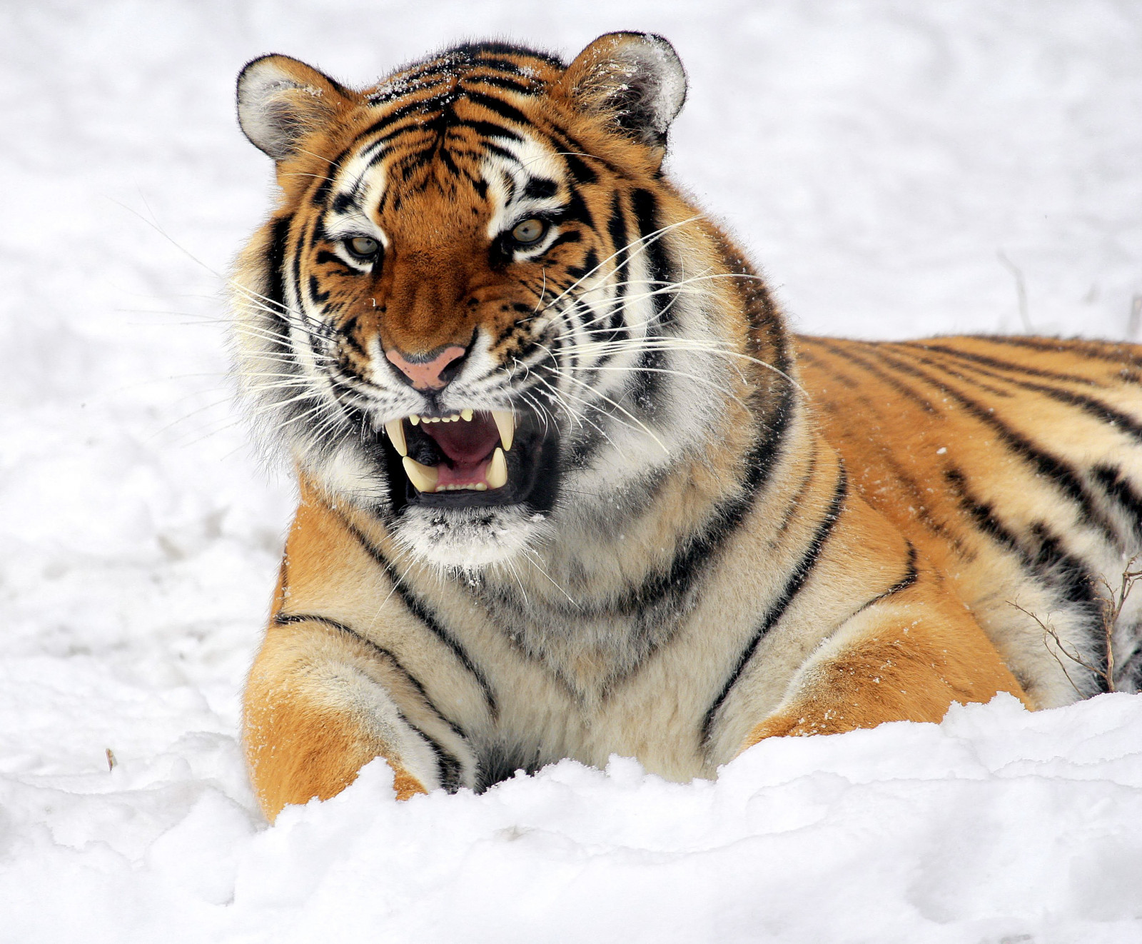 Wallpaper : tiger, muzzle, grin, snow, predator 2712x2241 - 4kWallpaper ...